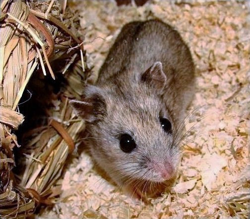 Серые хомячки: ареал, рацион, размеры и вес — РУВИКИ
