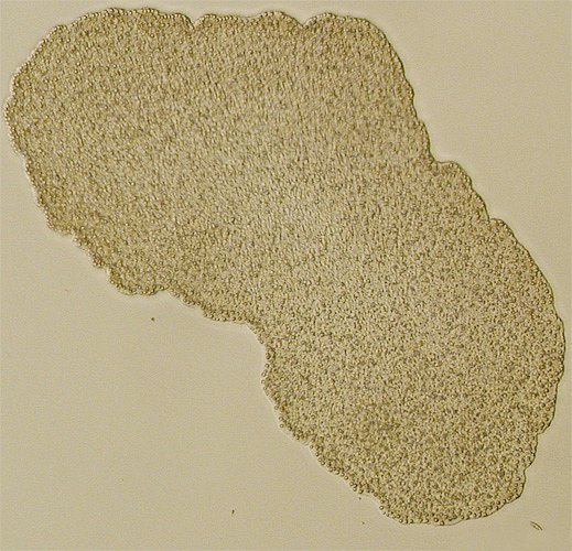 Пластинчатые: ареал, рацион, размеры и вес — РУВИКИ