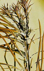 Склеродерриоз — Рувики: Интернет-энциклопедия