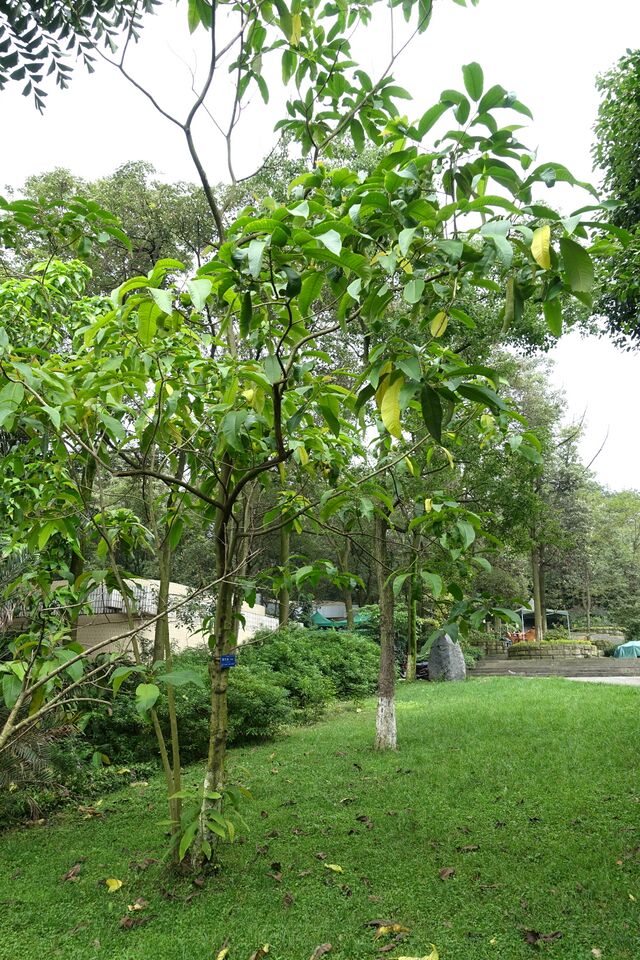 Итоа — Рувики: Интернет-энциклопедия