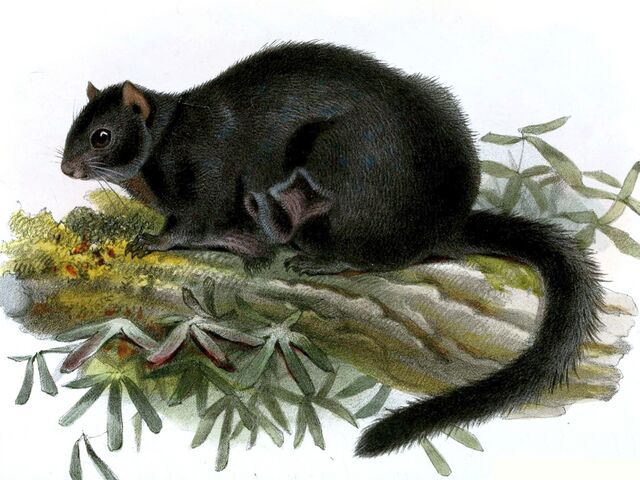Чёрные летяги: ареал, рацион, размеры и вес — РУВИКИ