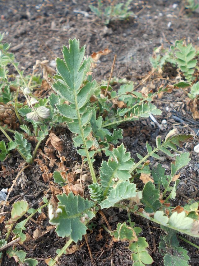 Колюрия гравилатовидная — Рувики: Интернет-энциклопедия