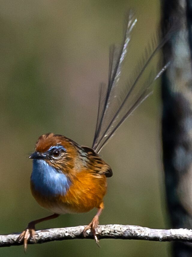Мягкохвостые малюры — Рувики: Интернет-энциклопедия