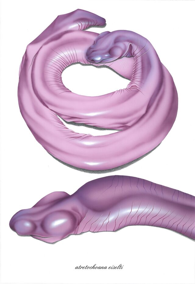 Червяга Айзельта: ареал, рацион, размеры и вес — РУВИКИ