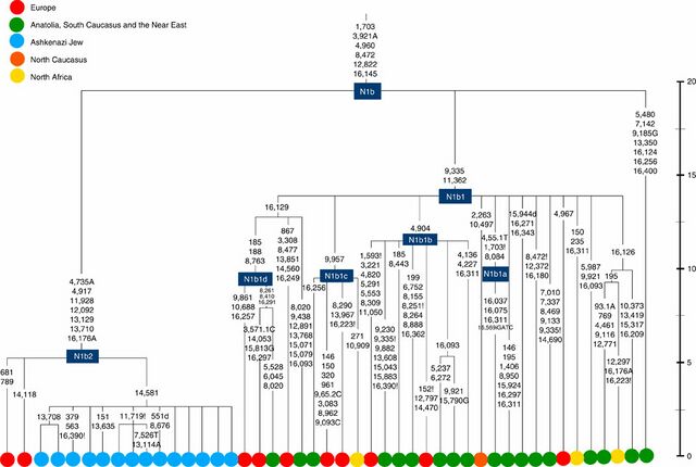 Гаплогруппа N1b (мтДНК) — Рувики: Интернет-энциклопедия
