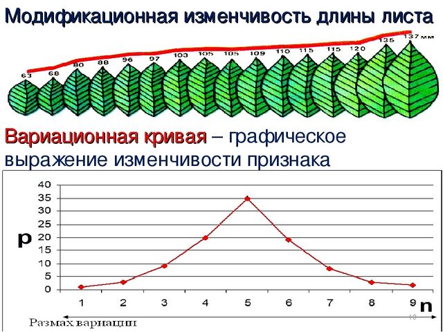 Вариационная кривая (биология) — Рувики: Интернет-энциклопедия